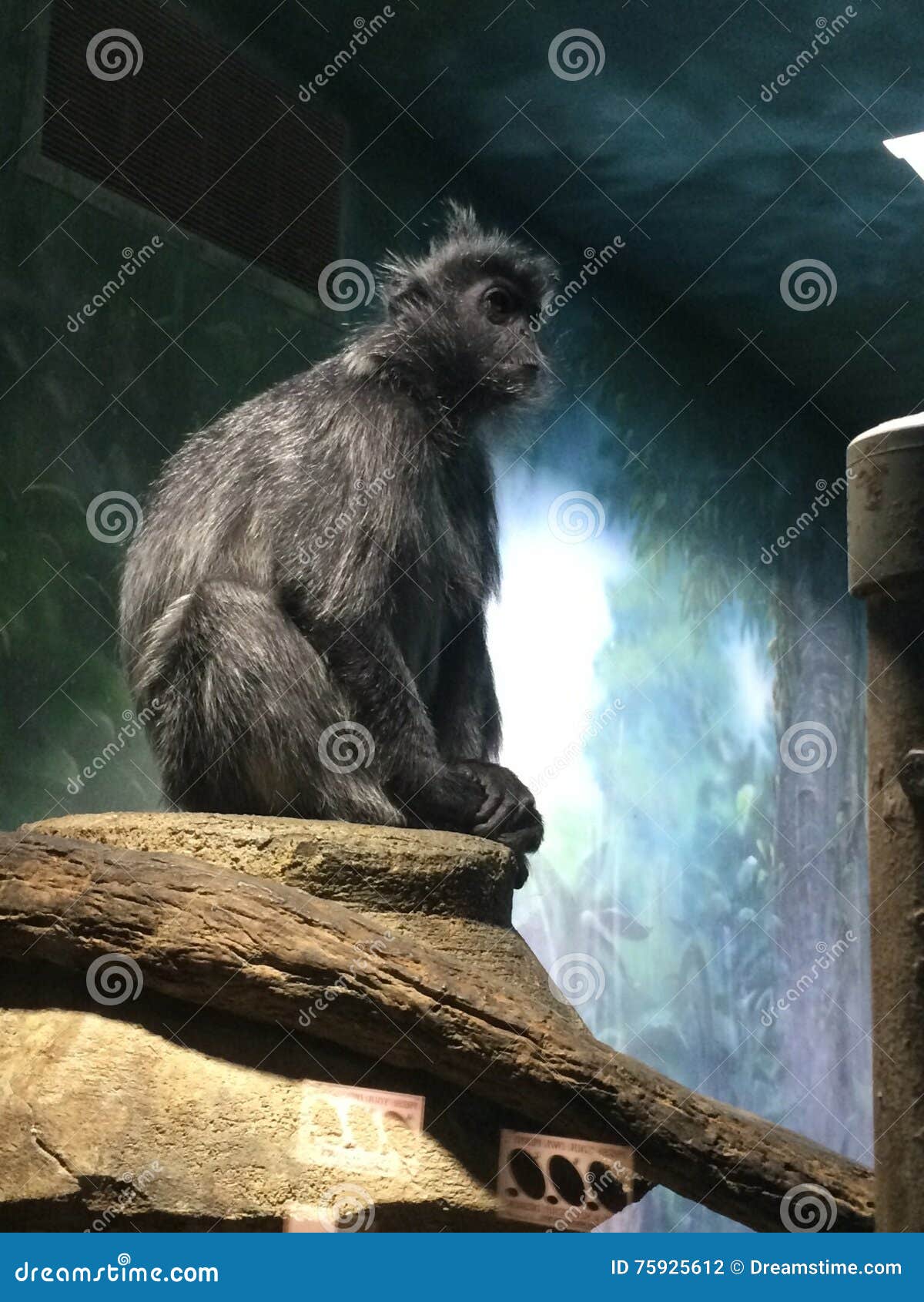 Quiet primate stock photo. Image of primate, ohio, monkey - 75925612