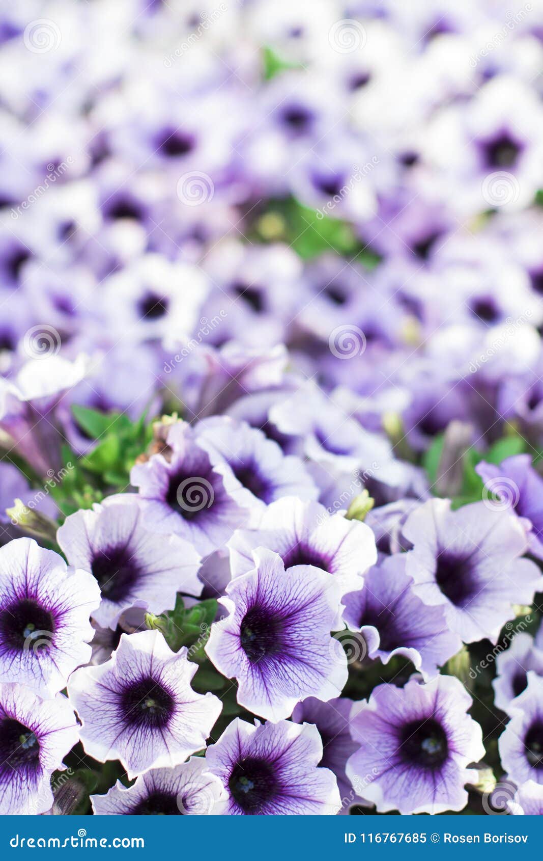 Quiet Purple. Spring Scenes Stock Image - Image of purple, landscape ...