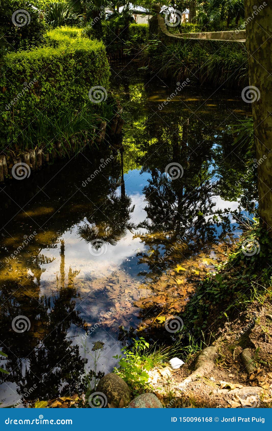 Quiet River Stream Water Reflection on a Rain Forest Stock Photo ...