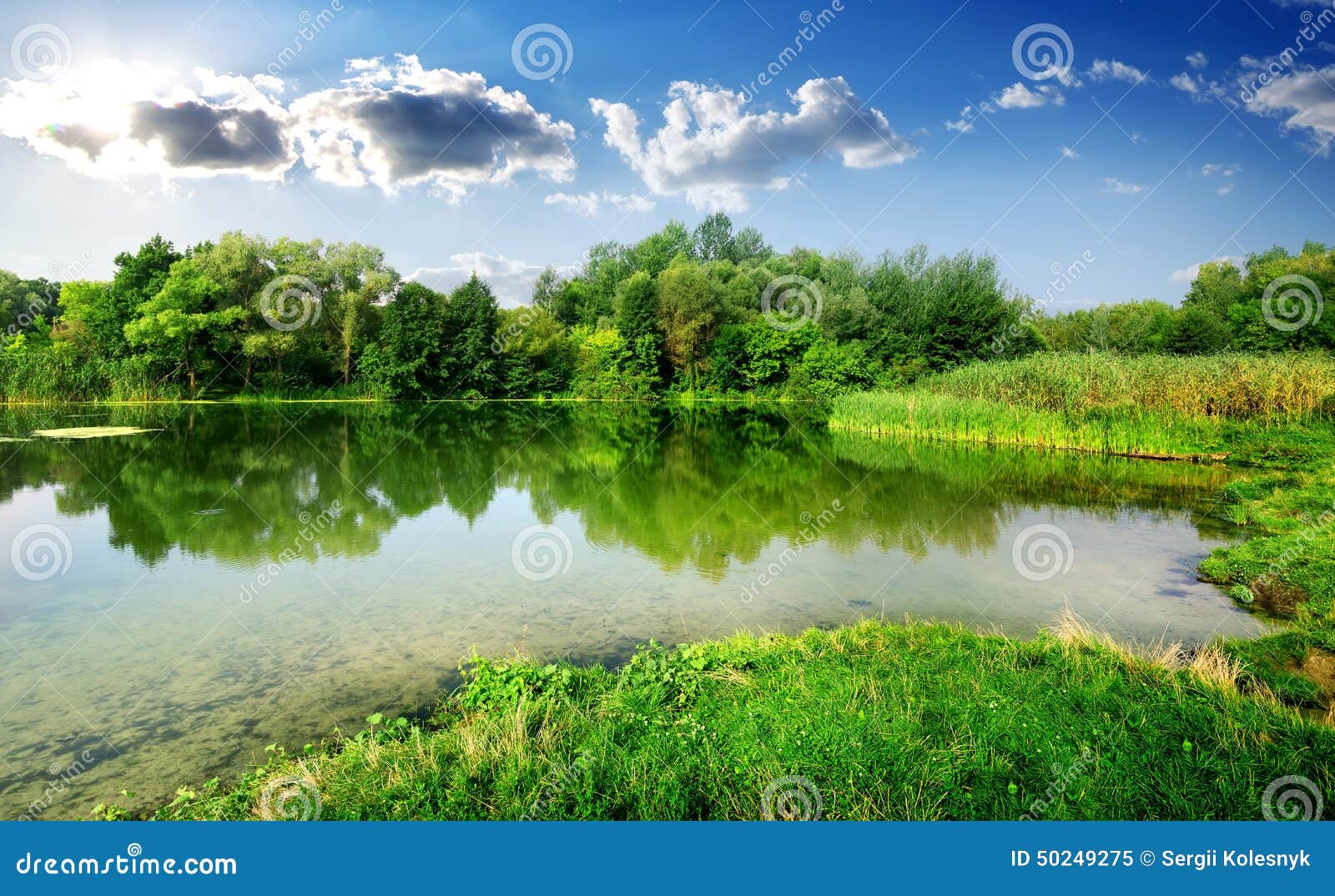 Quiet river stock image. Image of growth, pond, beach - 50249275