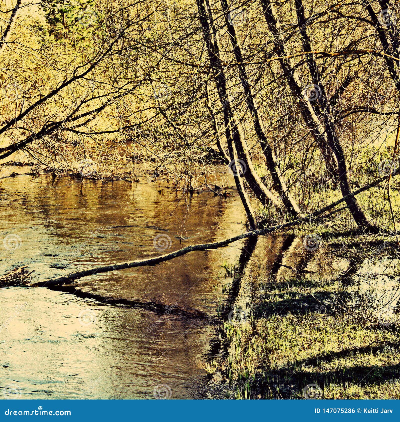 Quiet river in the woods stock photo. Image of naturescape - 147075286