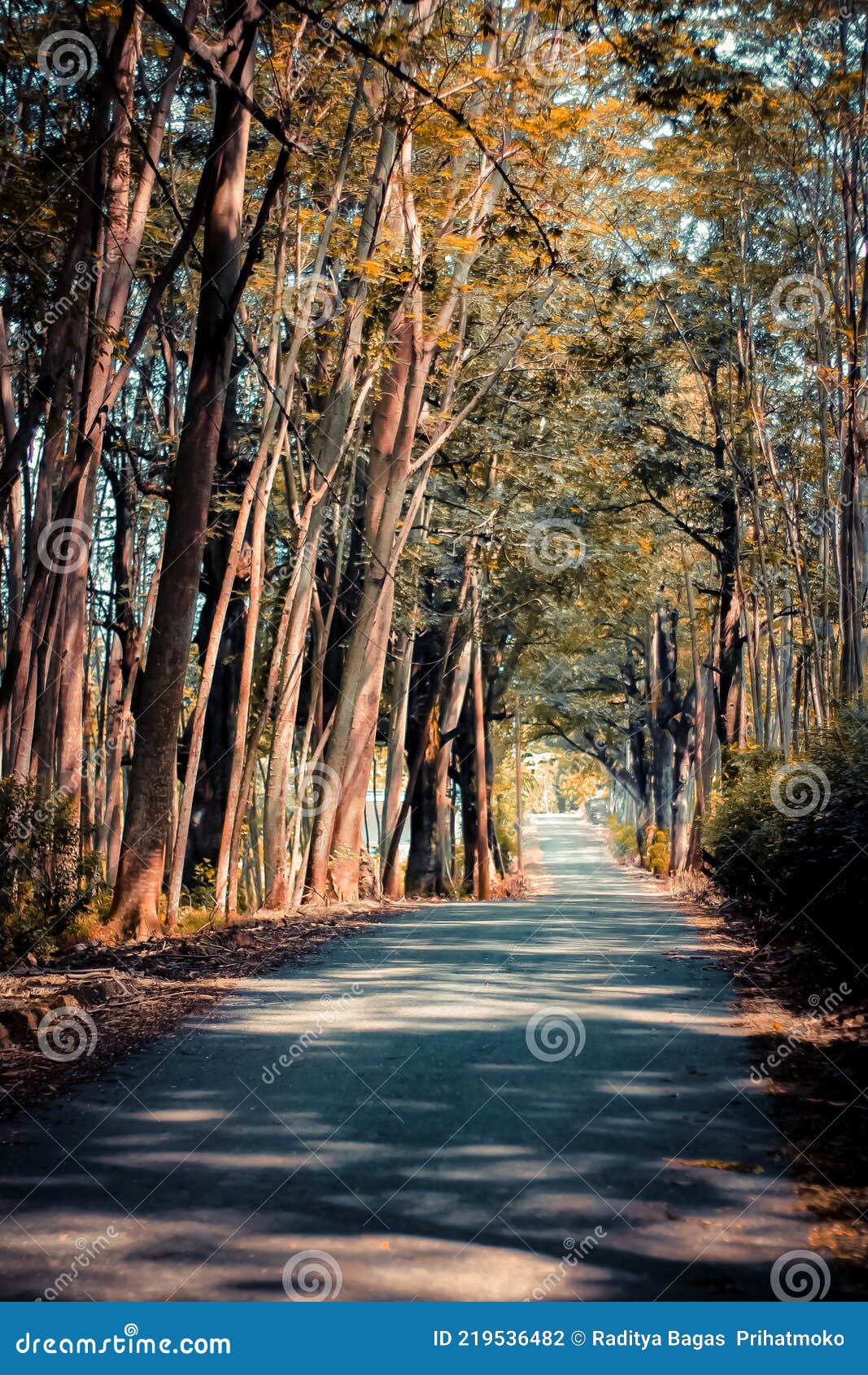 Sengon Forest. Albizia Chinensis Is A Species Of Legume In The Genus ...