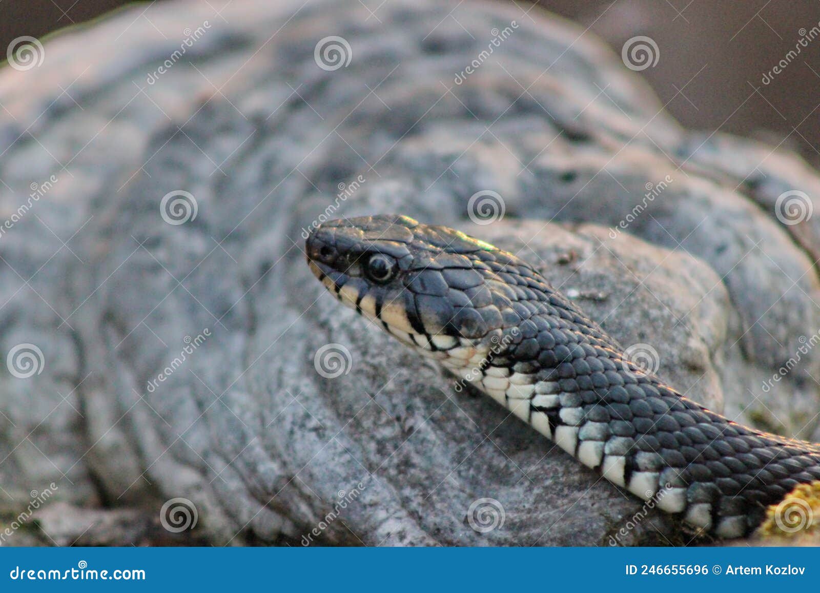 The Quiet Sleep of a Warming Snake Stock Photo - Image of crocodile ...