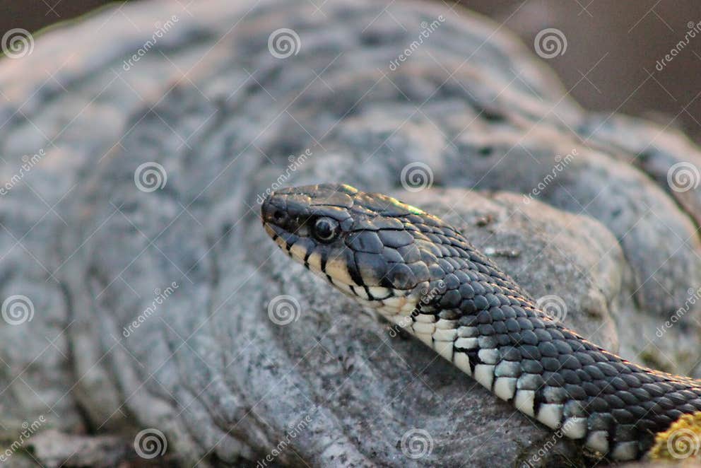 The Quiet Sleep of a Warming Snake Stock Photo - Image of crocodile ...