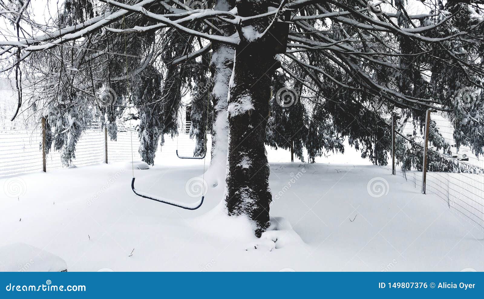 Quiet after the snow stock photo. Image of pinetree - 149807376