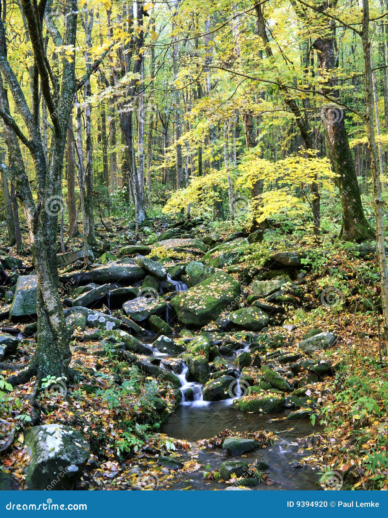Quiet Stream stock photo. Image of moss, creek, flowing - 9394920