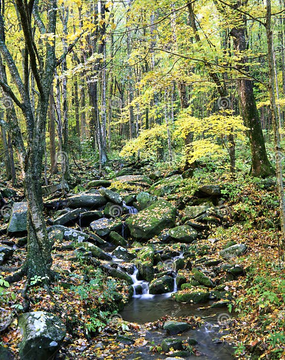 Quiet Stream stock photo. Image of moss, creek, flowing - 9394920