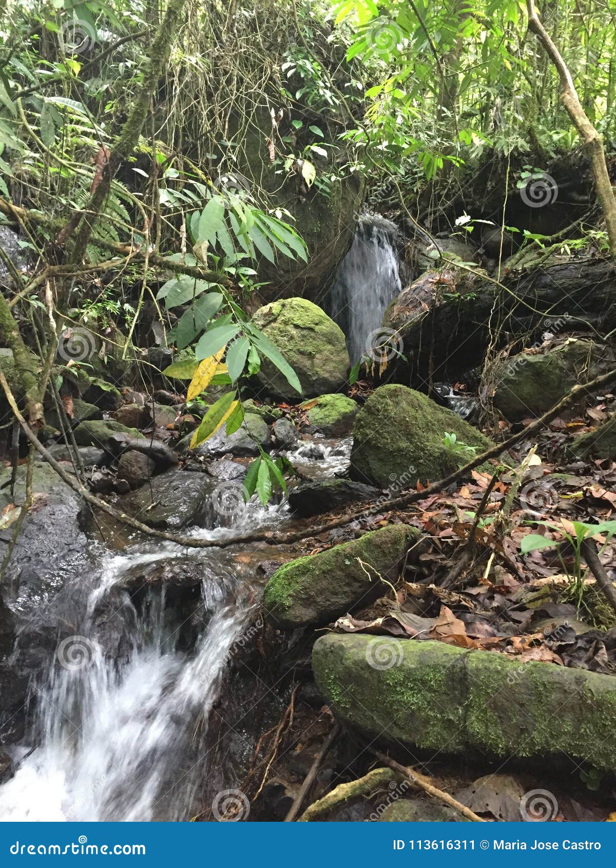 A Quiet Stream Flows through the Mountain. Beautiful and Peaceful Stock ...