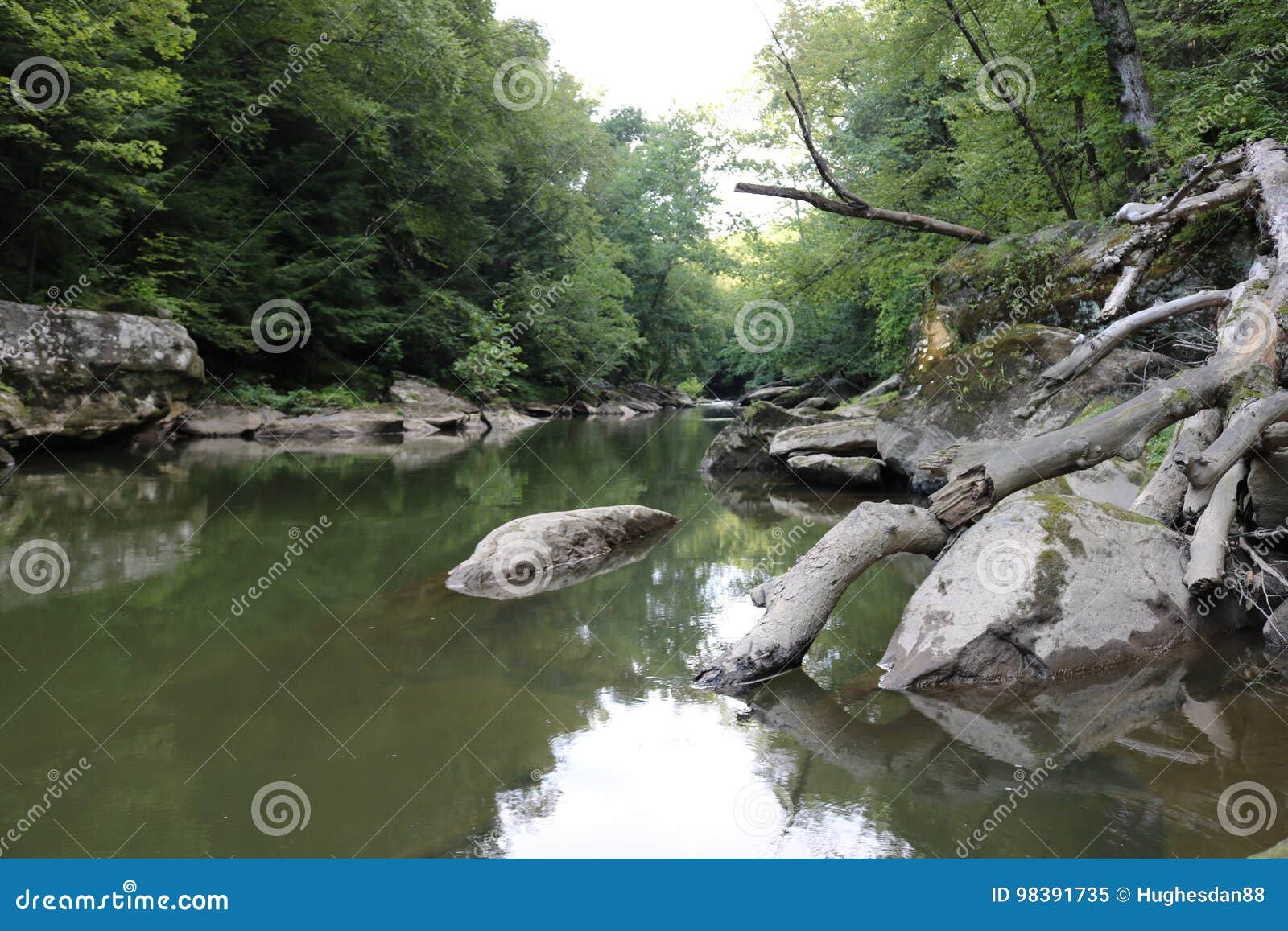 Quiet stream in the woods stock image. Image of flowing - 98391735