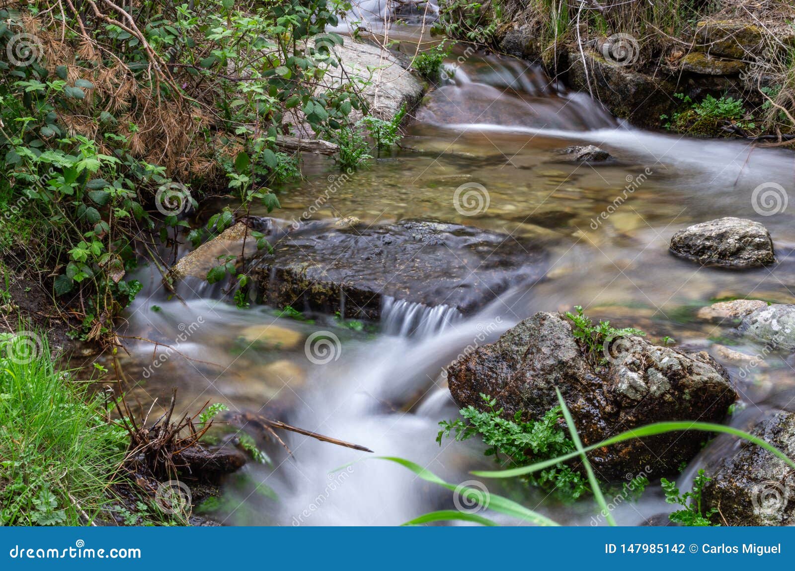 Quiet Stream between the Woods Stock Photo - Image of smooth, plant ...
