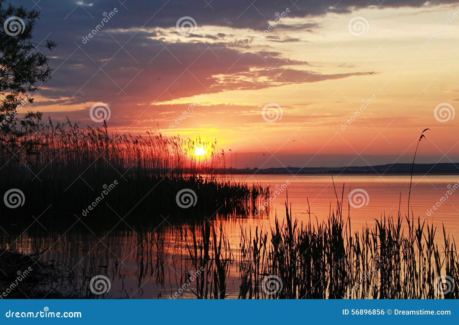 Quiet Sunset Near the Water Stock Photo - Image of tree, evening: 56896856