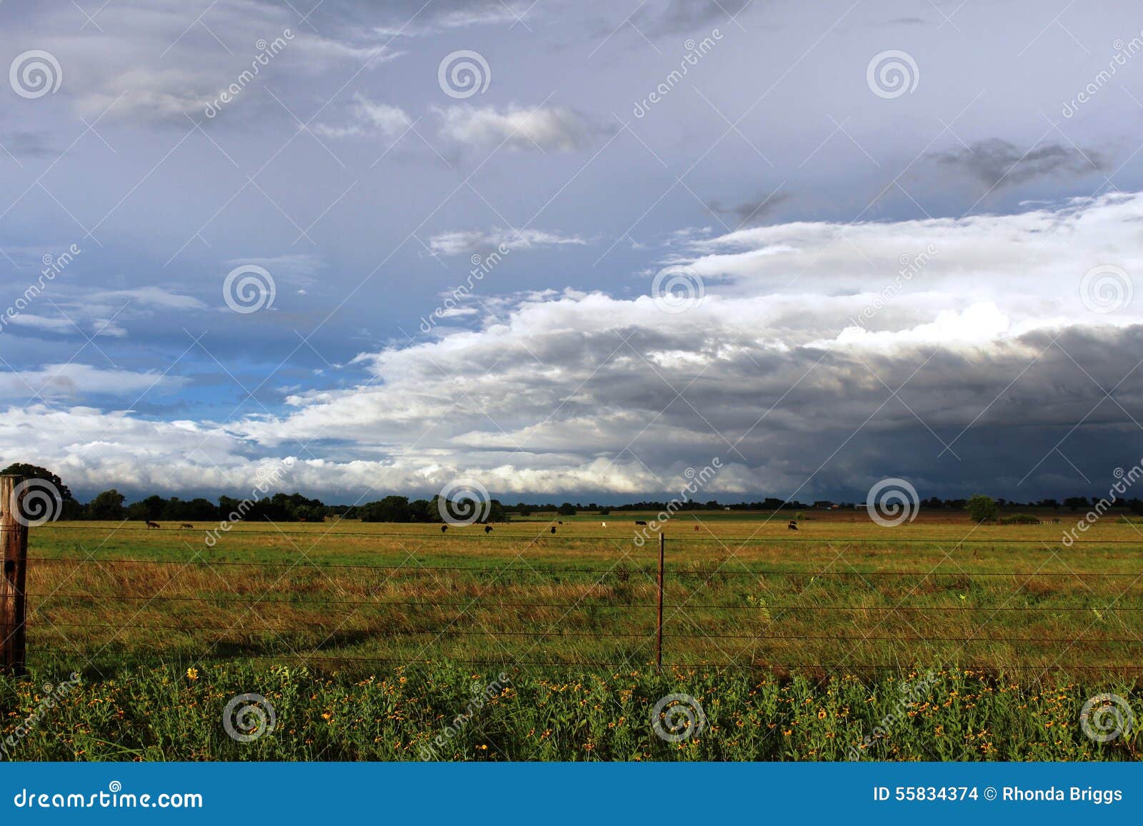 Quiet Texas Pasture stock photo. Image of empty, outdoor - 55834374