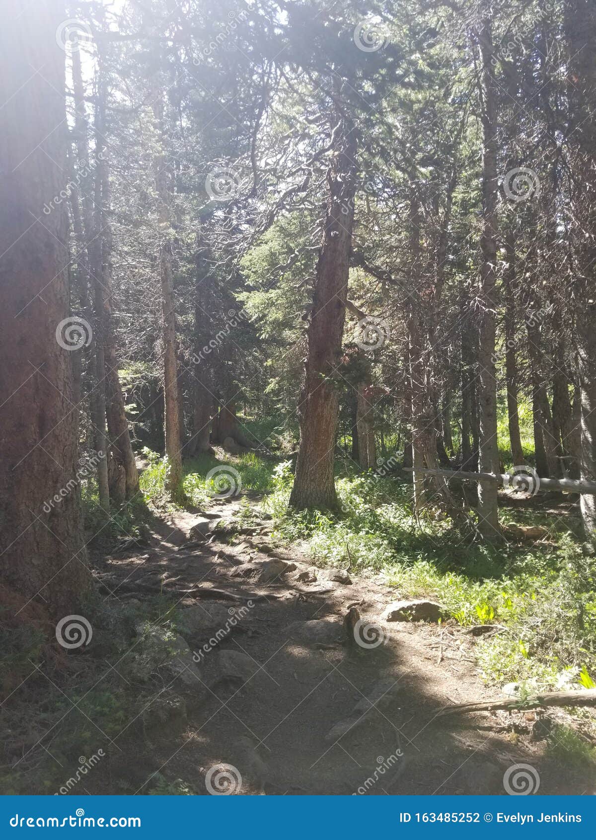 Quiet Trees in the Forest stock photo. Image of nature - 163485252