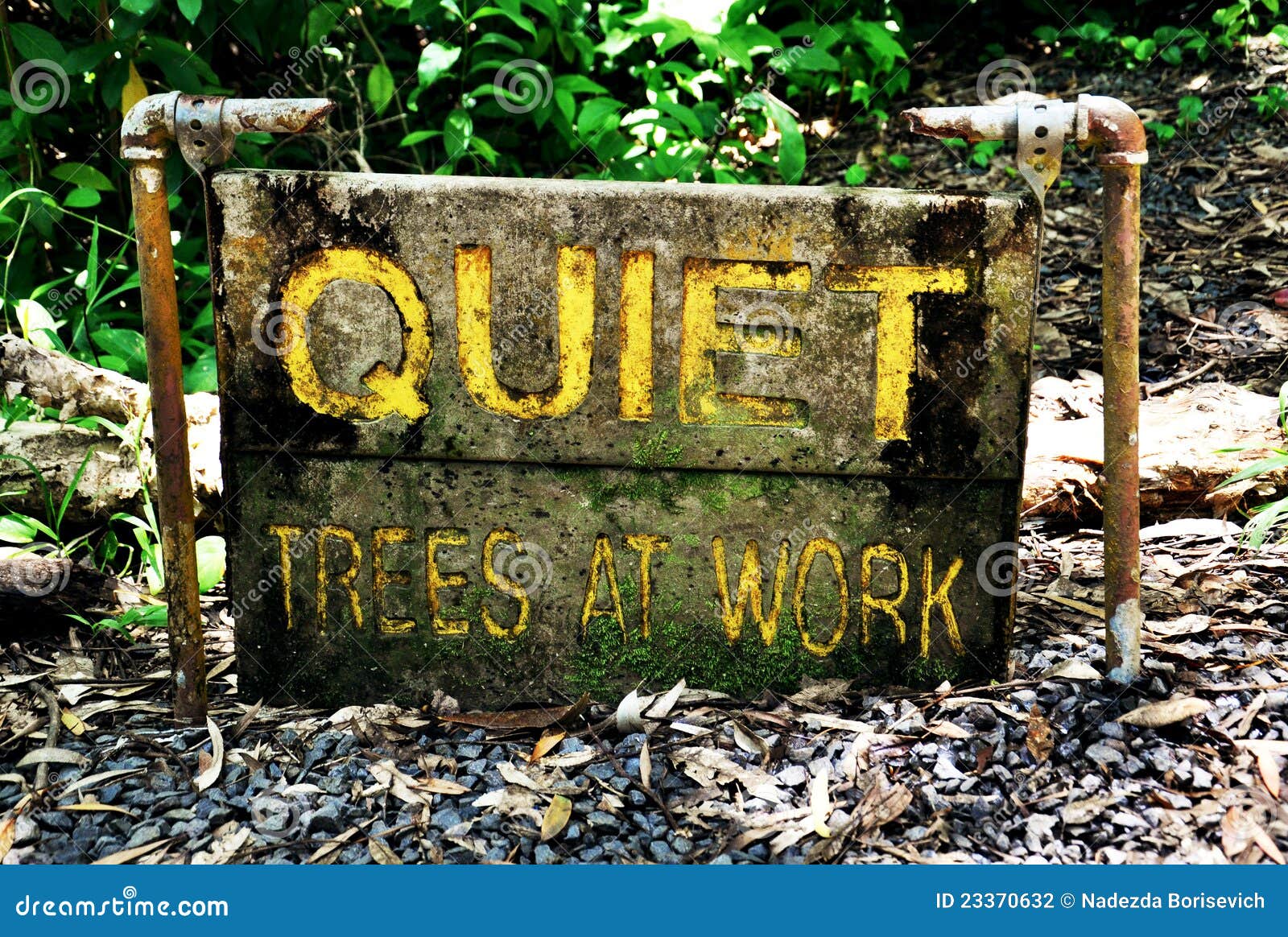 Quiet - Trees at Work stock photo. Image of maui, attention - 23370632
