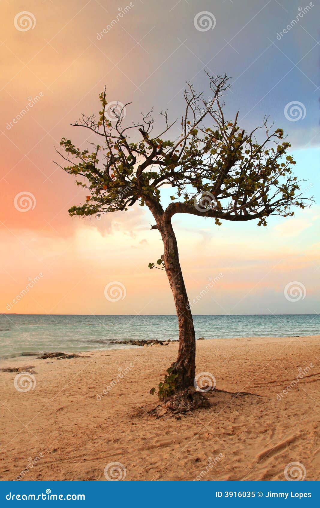 Quiet Tropical Tree in Paradise Stock Image - Image of beach, branches ...