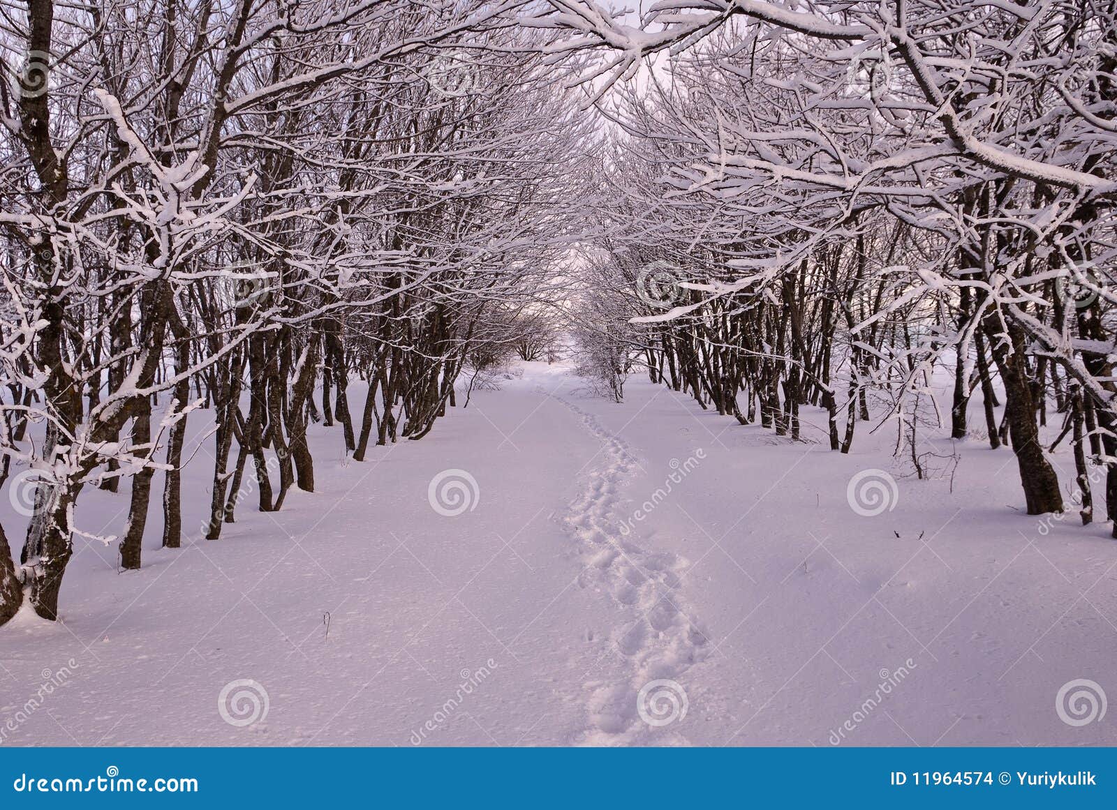 Quiet winter forest stock photo. Image of dusk, quiet - 11964574