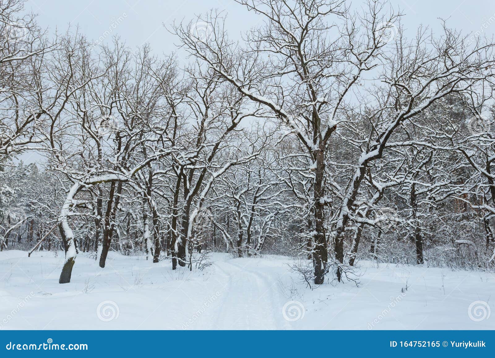 Quiet Winter Forest in a Snow Stock Image - Image of season, quiet ...