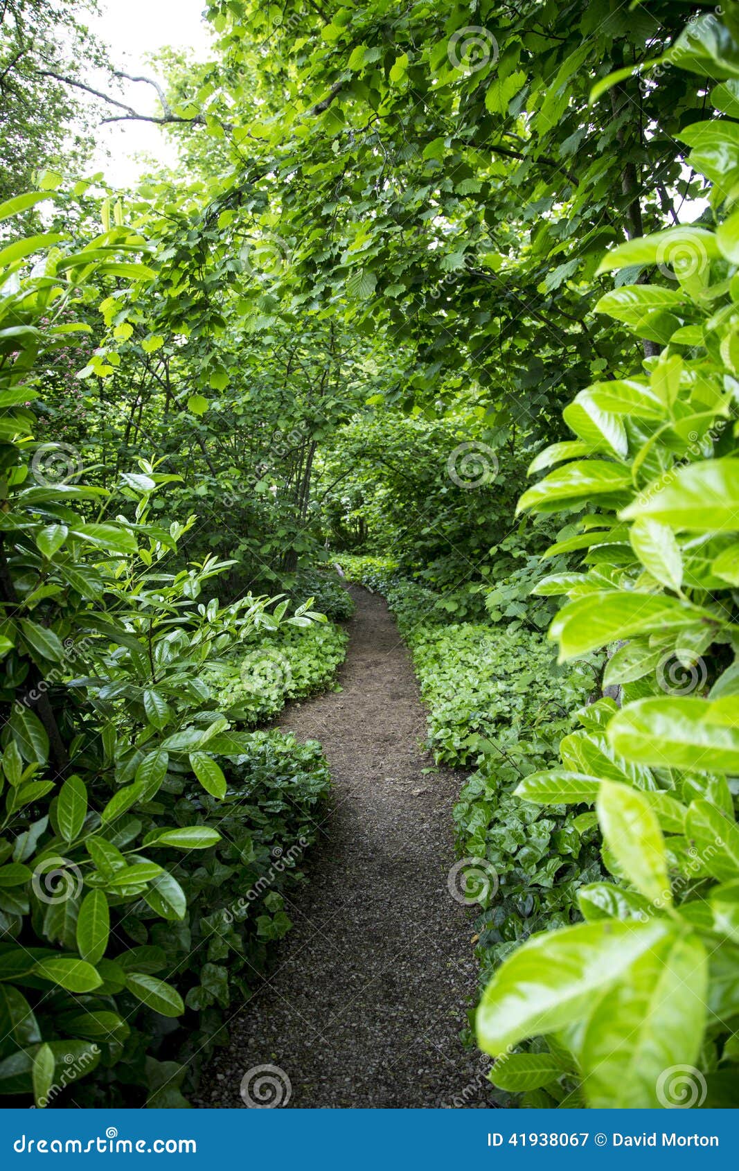 Quiet woodland path stock image. Image of summer, lined - 41938067