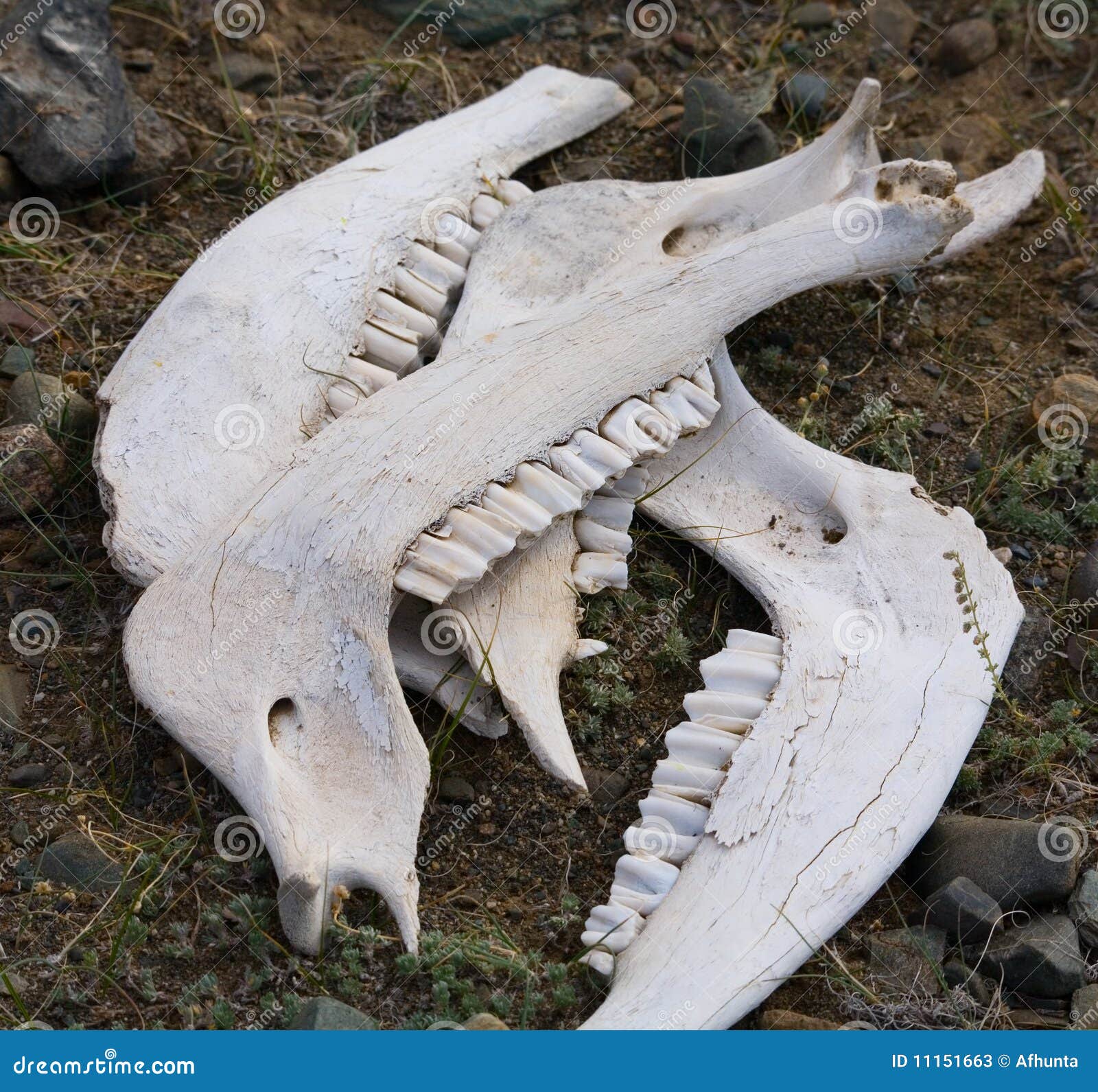 Quijadas de la vaca imagen de archivo. Imagen de animal - 11151663