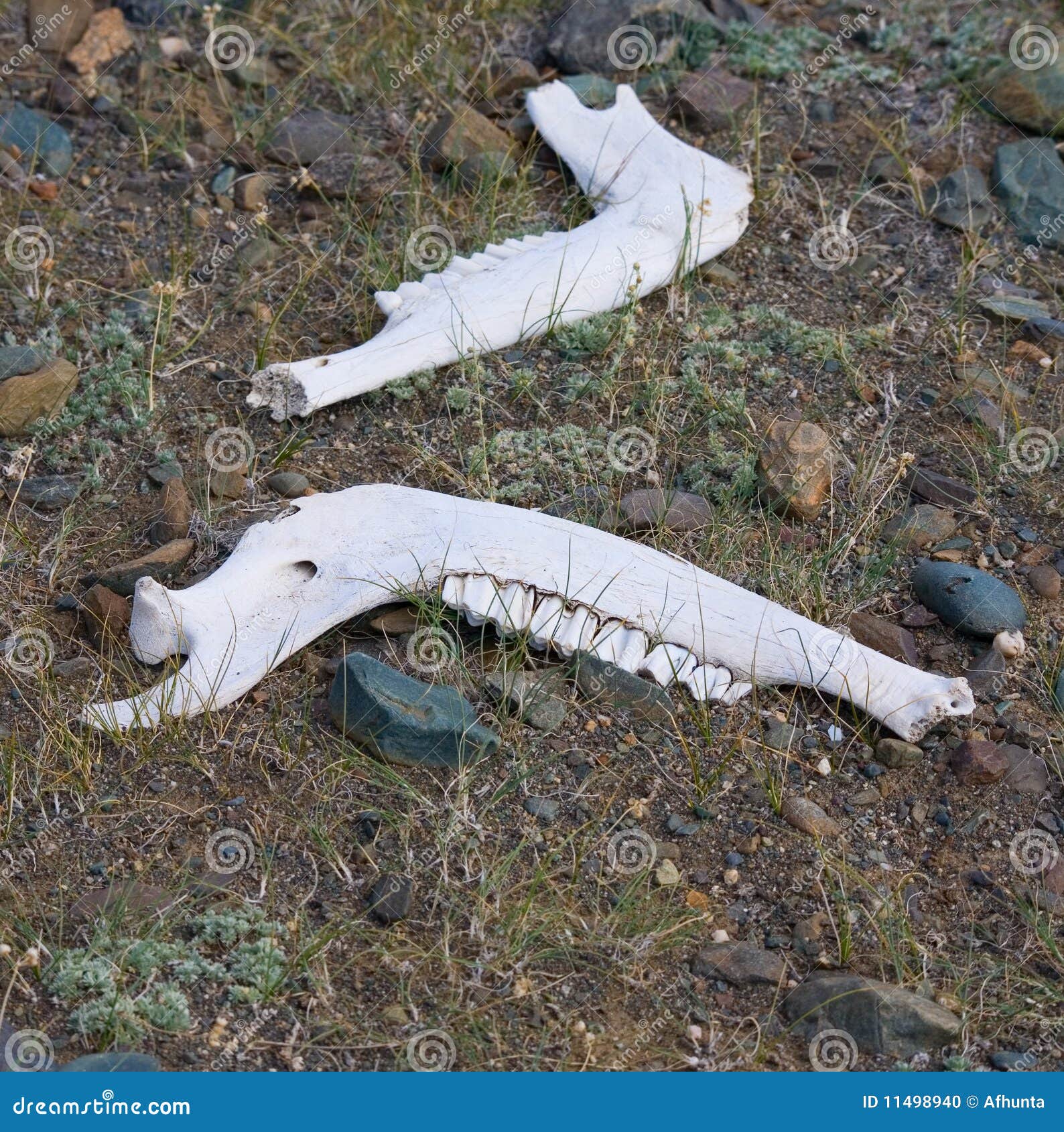 Quijadas de la vaca foto de archivo. Imagen de hueso - 11498940