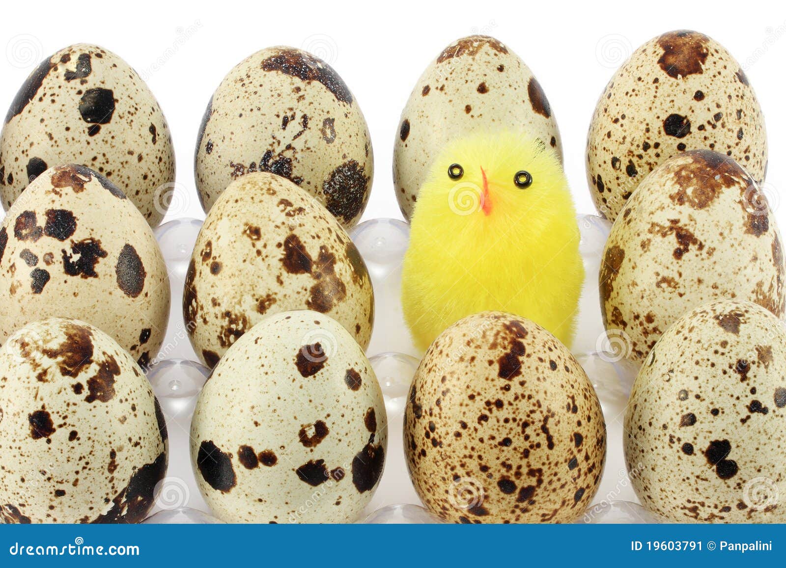 Quil Eggs with Young Chicken Stock Image - Image of close, animal: 19603791