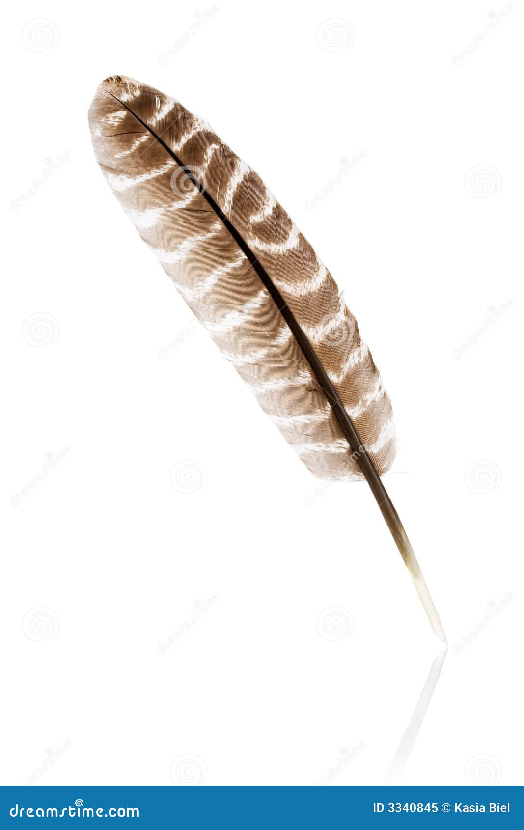 Quill Royalty Free Stock Photo - Image: 3340845