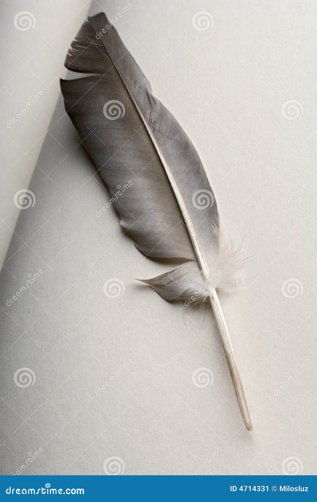 Quill stock image. Image of feather, writing, playwright - 4714331