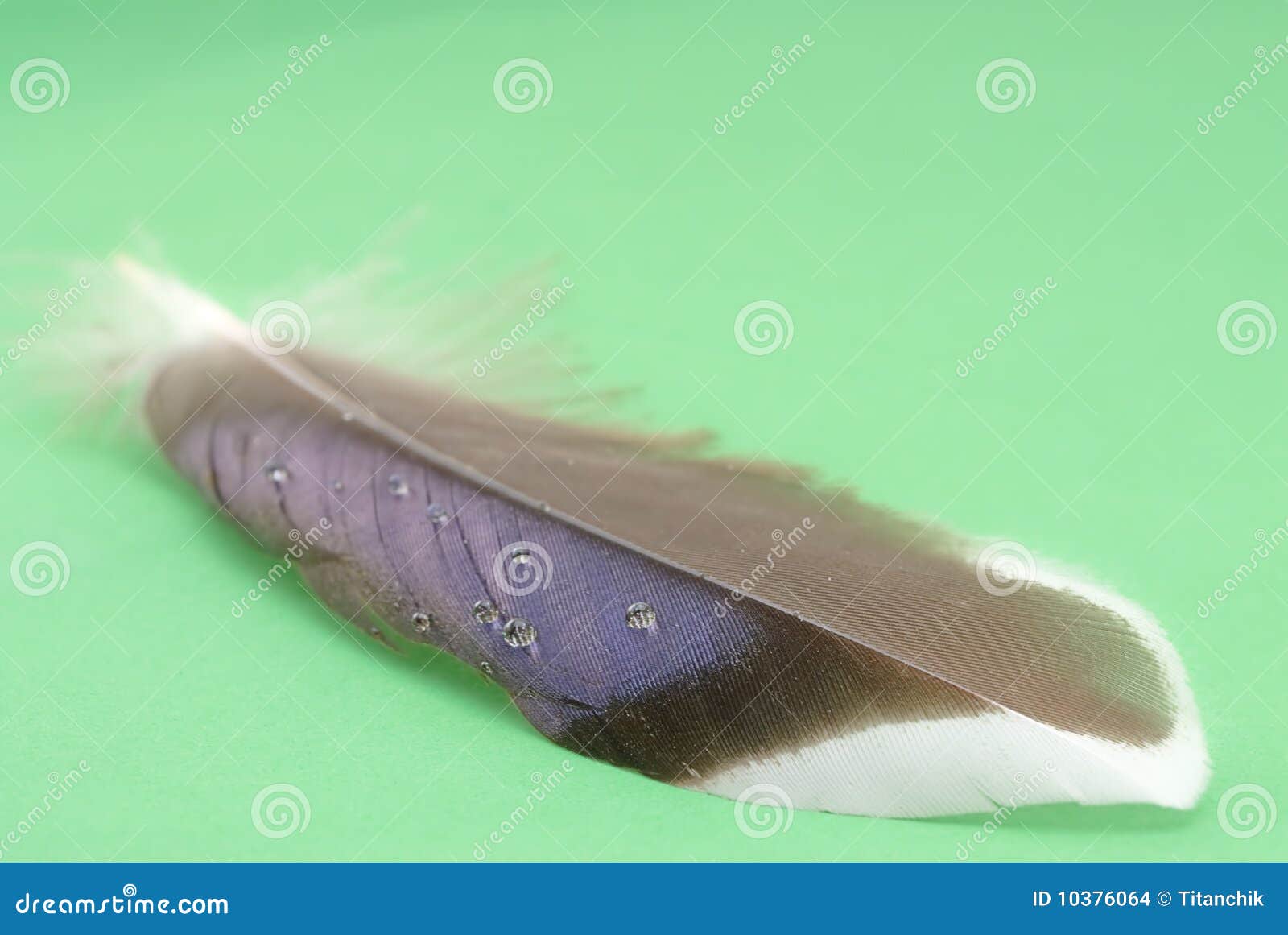 Quill ducks stock photo. Image of drops, bird, wings - 10376064