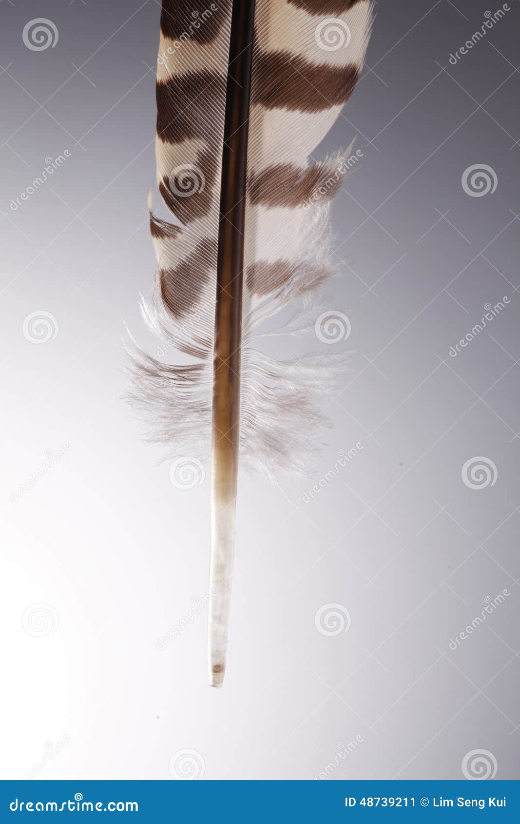 Quill pen stock image. Image of antique, simplicity, close - 48739211