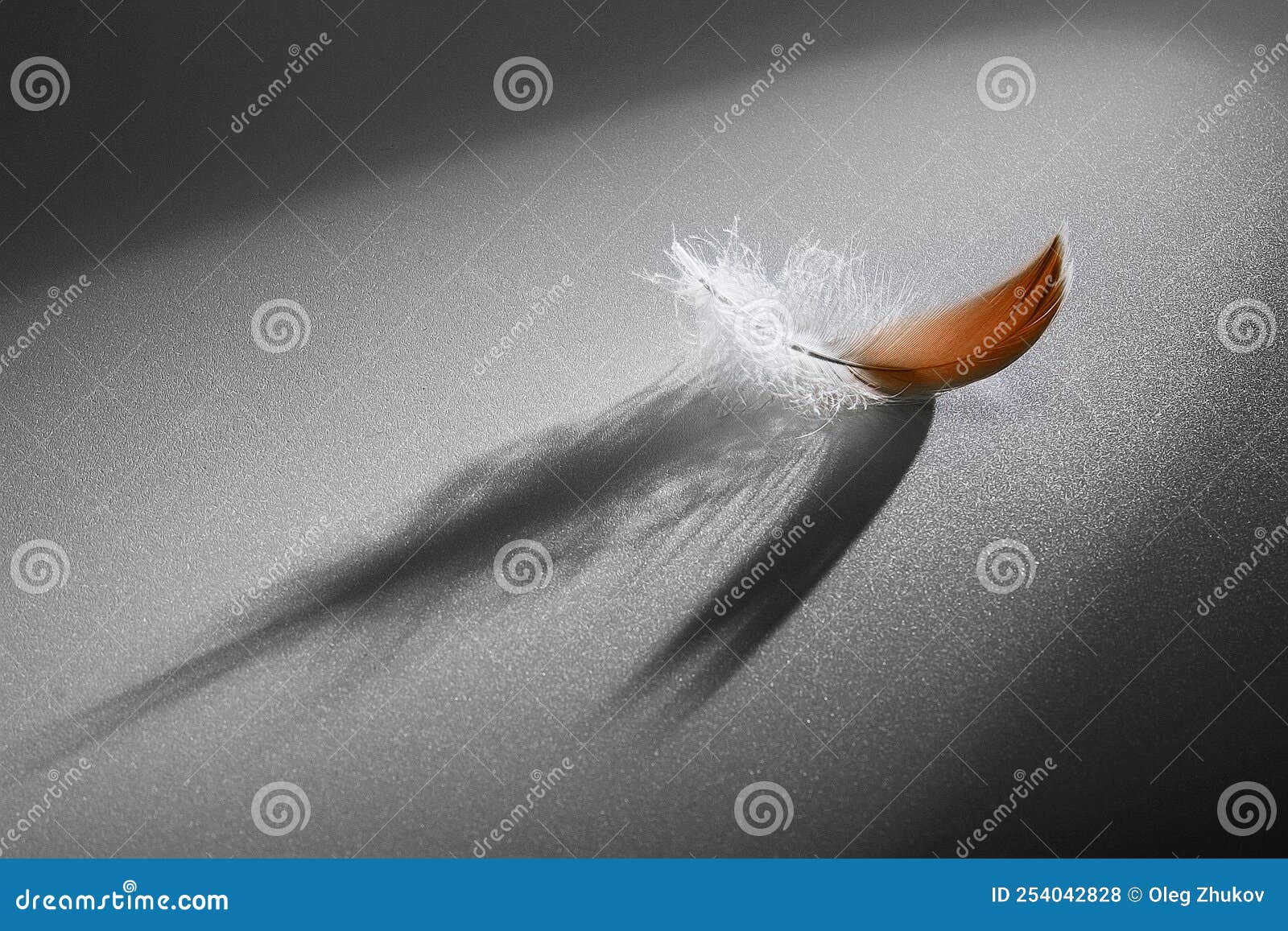 Quill Pen on a White Background Stock Photo - Image of bird, white ...