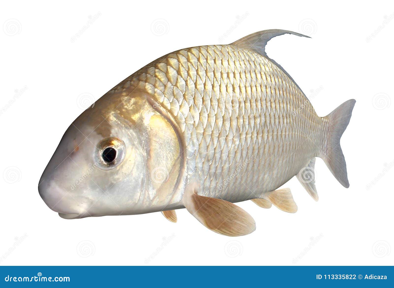 Quillback stock photo. Image of white, nutrition, omega - 113335822