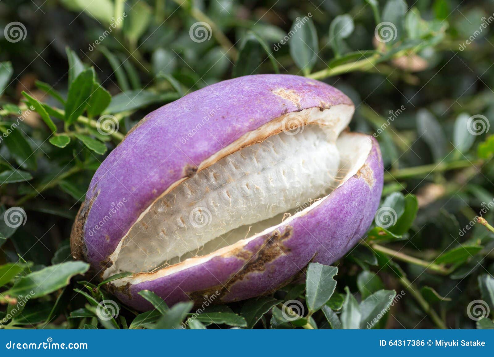 Quinata di Akebia fotografia stock. Immagine di crepa - 64317386