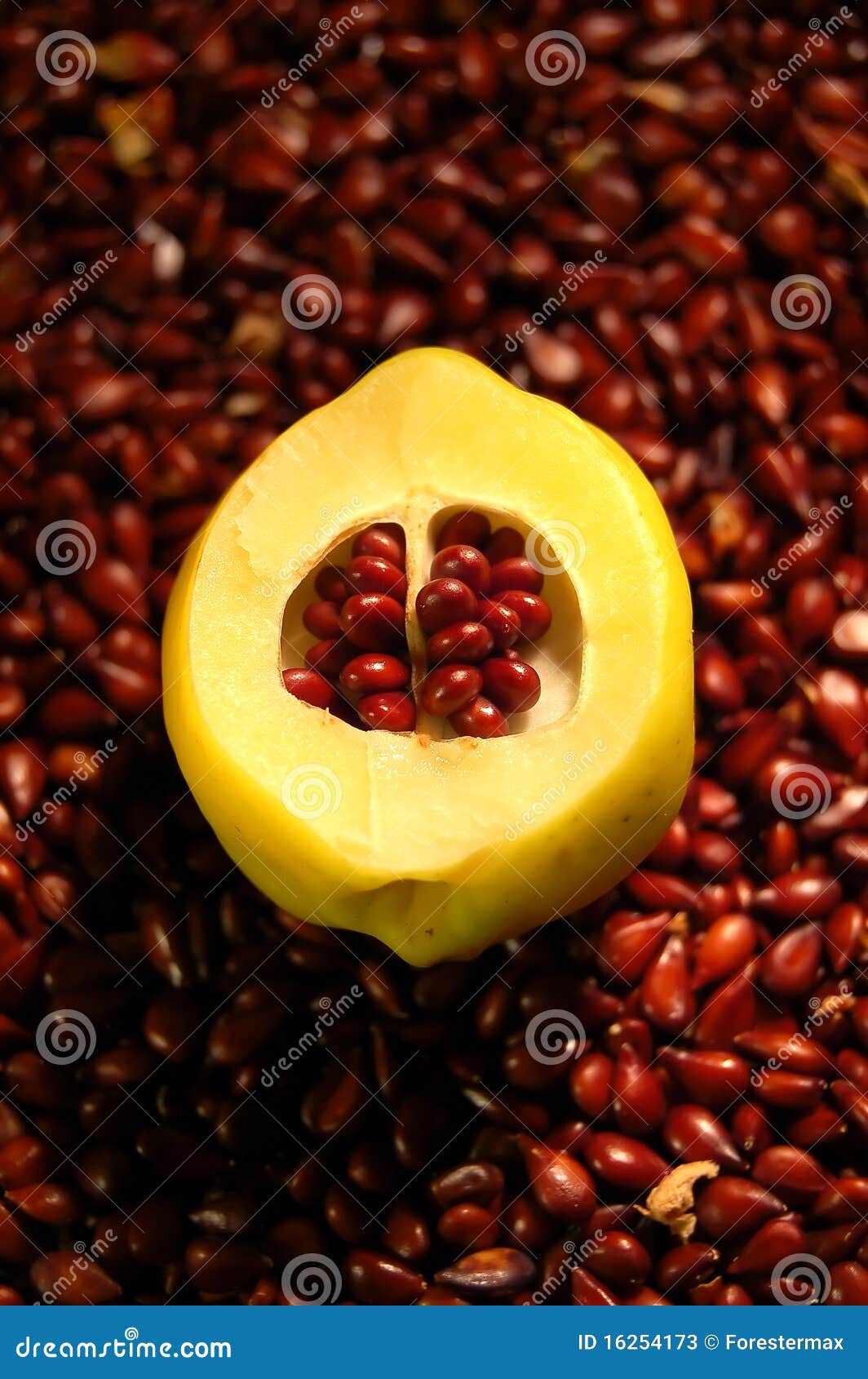 The Cut Fruit of a Quince Against Seeds Stock Image - Image of green ...