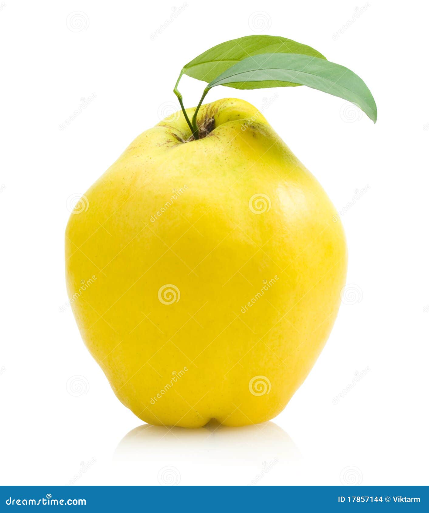 Quince stock photo. Image of ripe, vegetable, fruit, leaf - 17857144