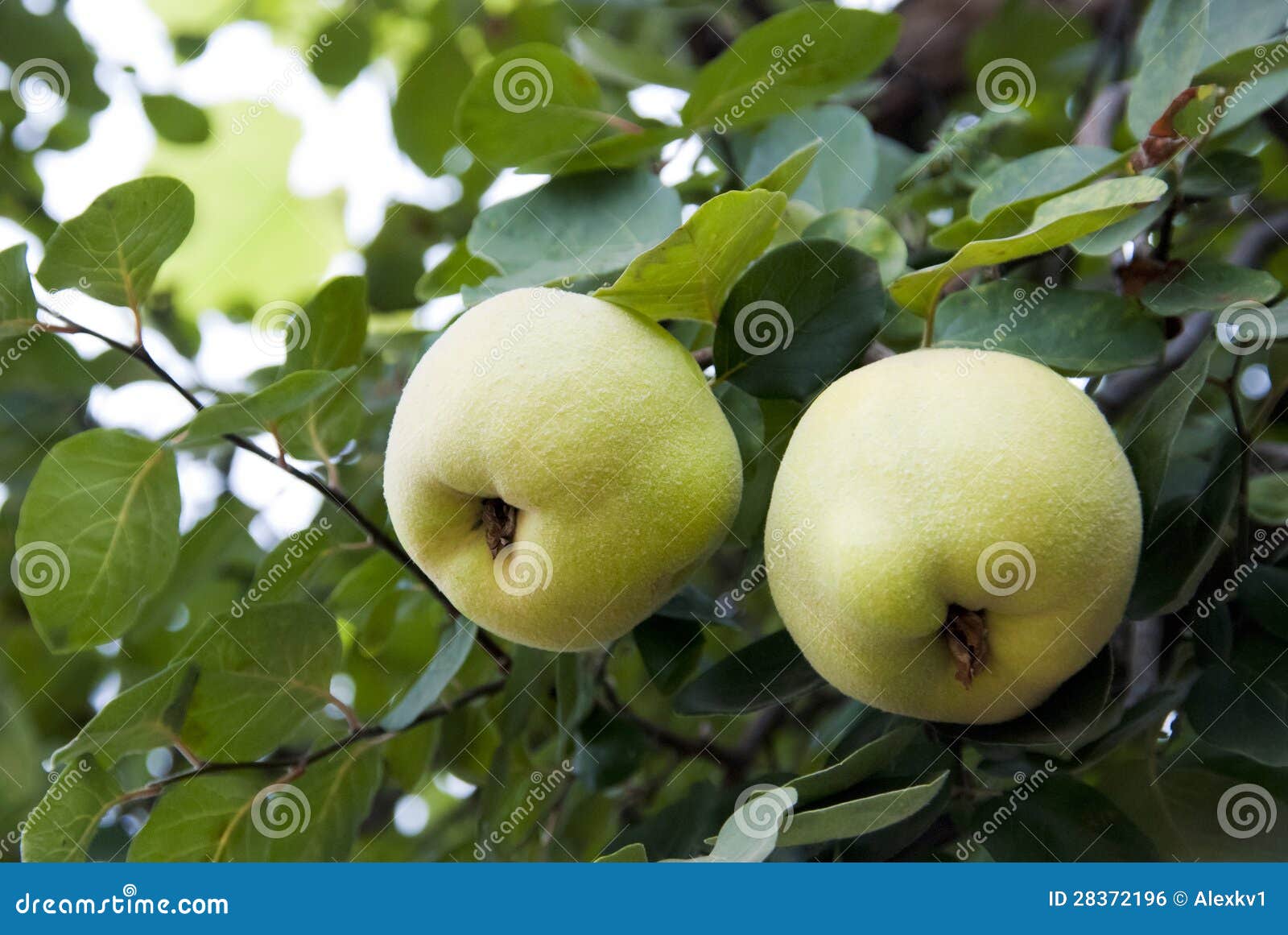 Quince stock photo. Image of sour, tree, green, fruits - 28372196