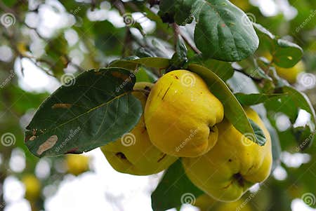 Quince stock photo. Image of health, vitamins, nutrition - 6638188