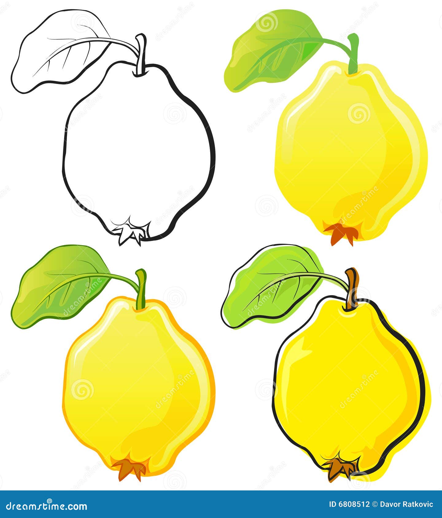 Quince stock vector. Illustration of food, autumn, collection - 6808512