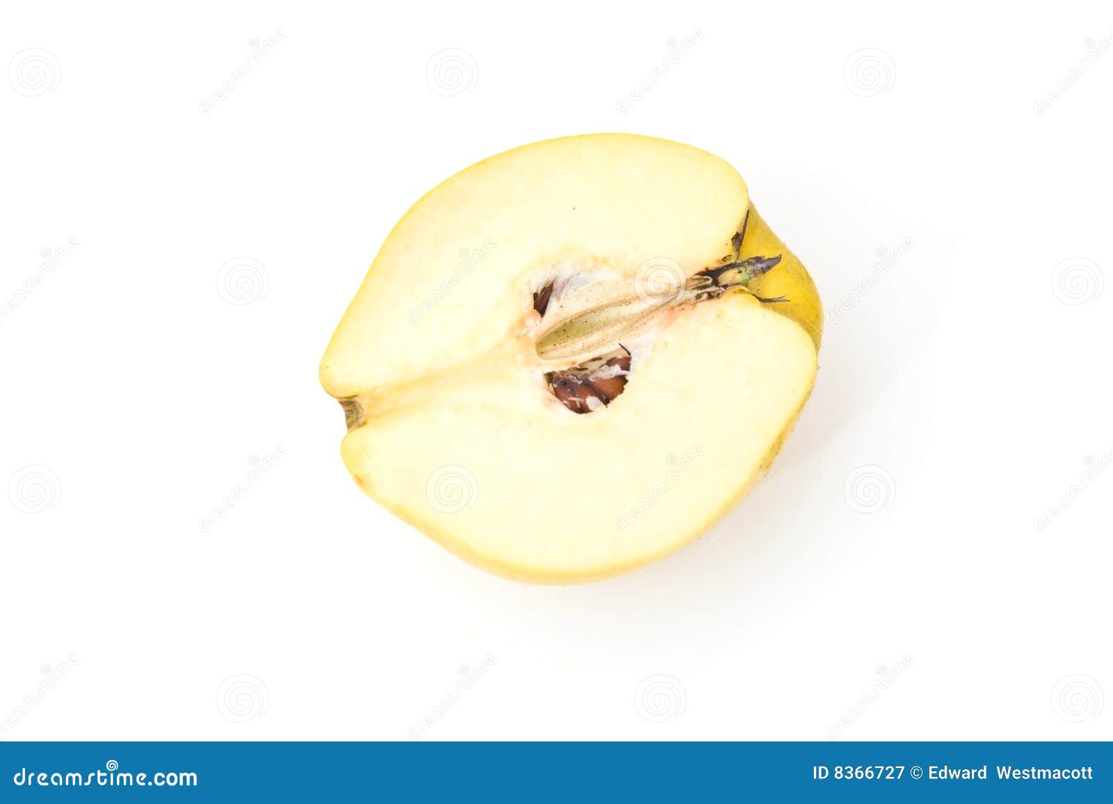 Halved quince apple stock image. Image of details, white - 8366727