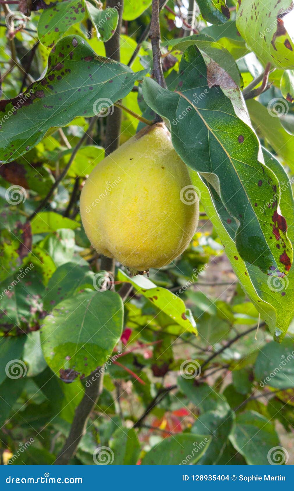 Quince stock photo. Image of quince, foliage, season - 128935404