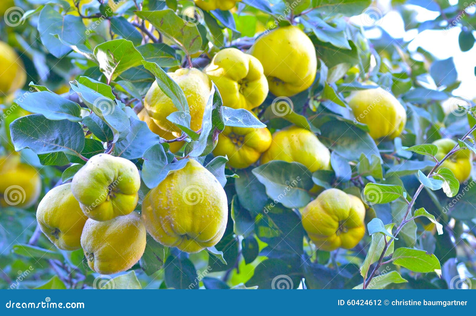 Quince in autumn stock photo. Image of tasty, vitamin - 60424612