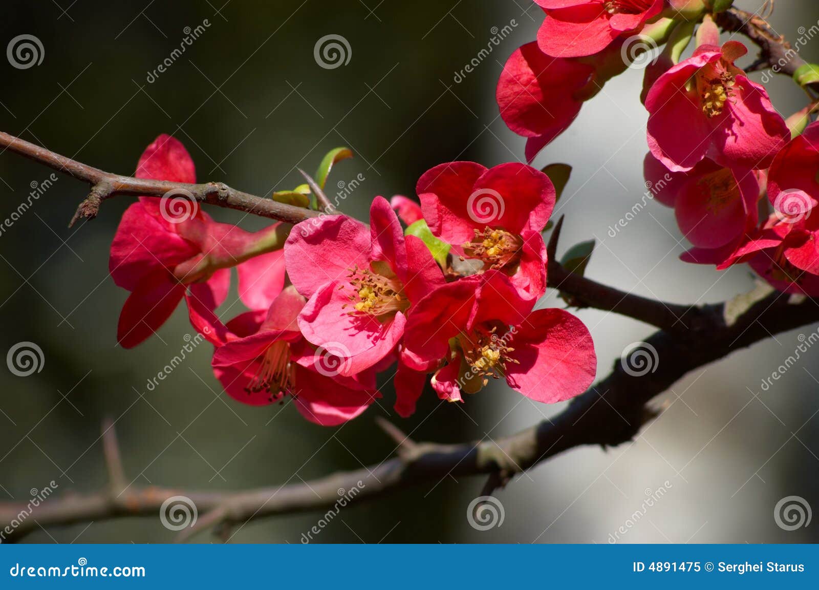 Quince blossoms stock image. Image of nature, japanese - 4891475