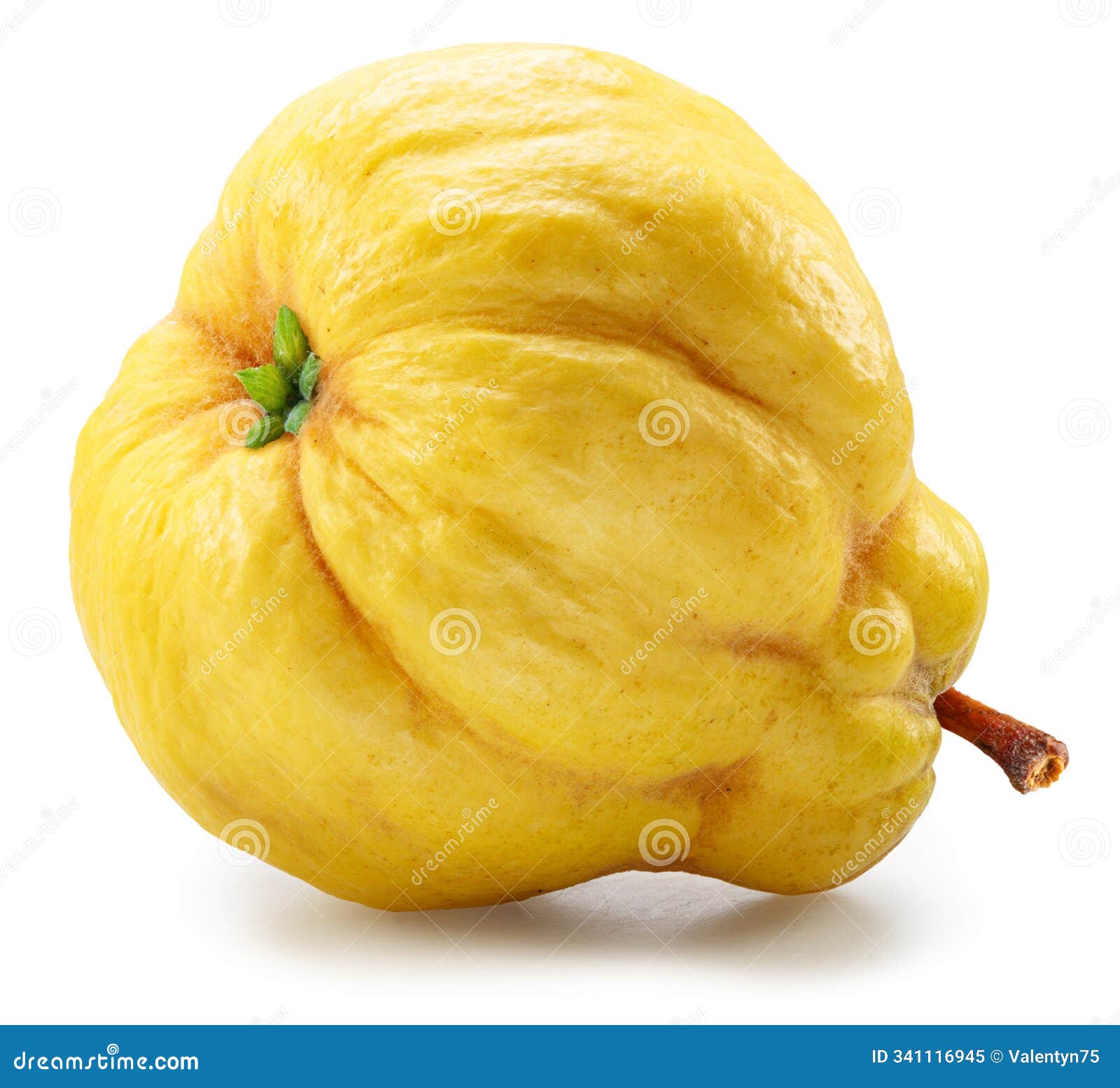 Quince Bottom View Isolated on White Background. File Contains Clipping ...