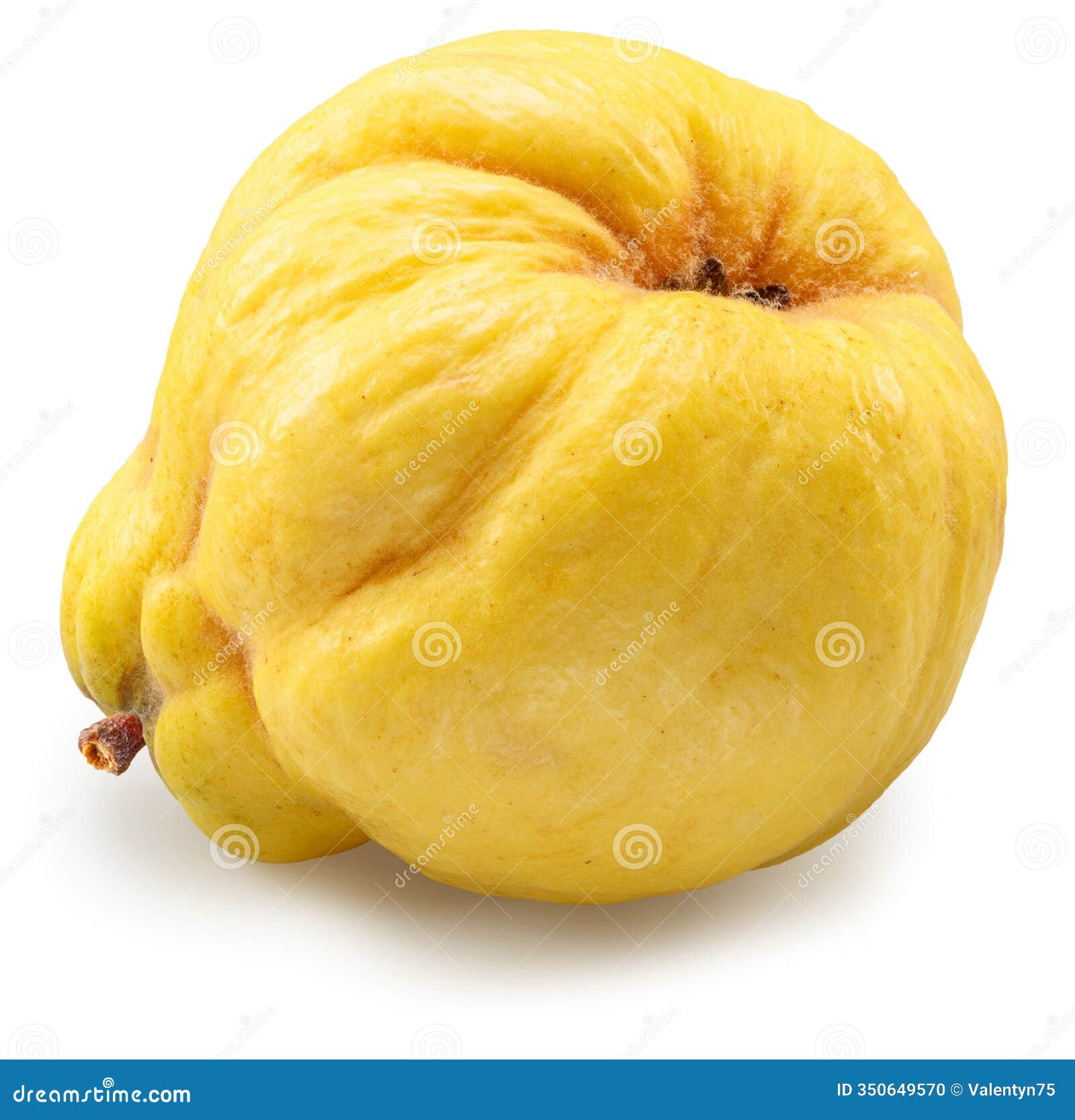 Quince Bottom View Isolated on White Background. File Contains Clipping ...