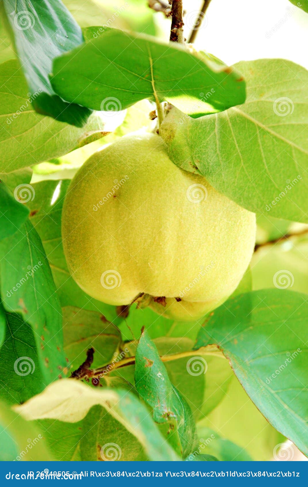 Quince branch stock image. Image of growing, field, apple - 26349505