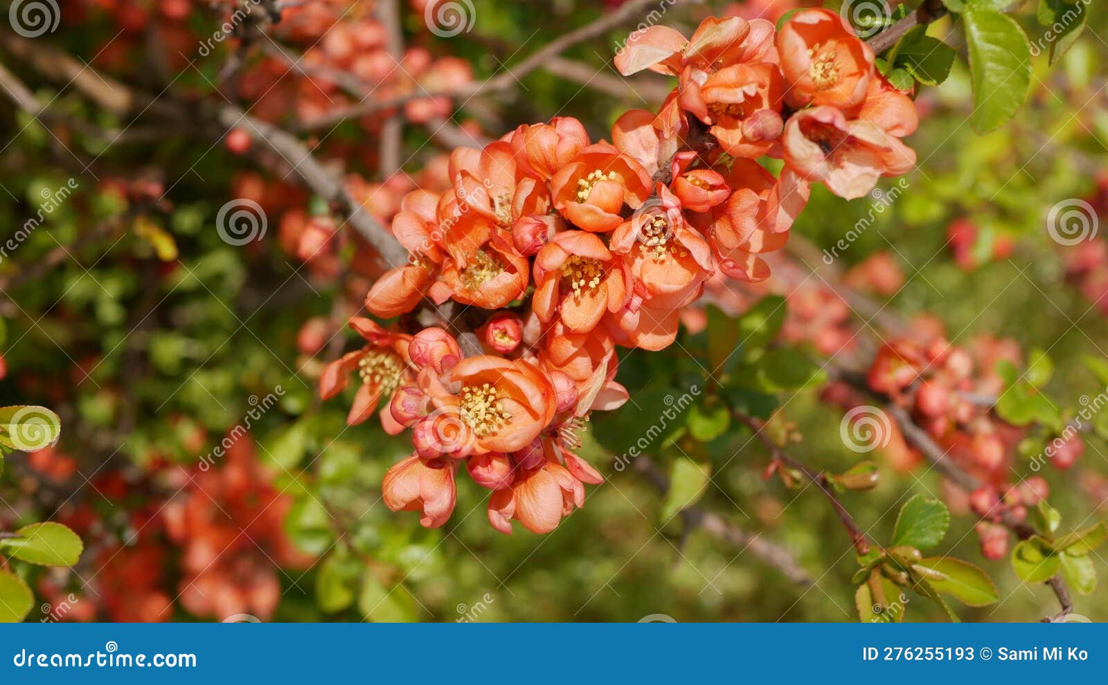 Quince Bush Close-up Shot in Spring Stock Image - Image of flower ...