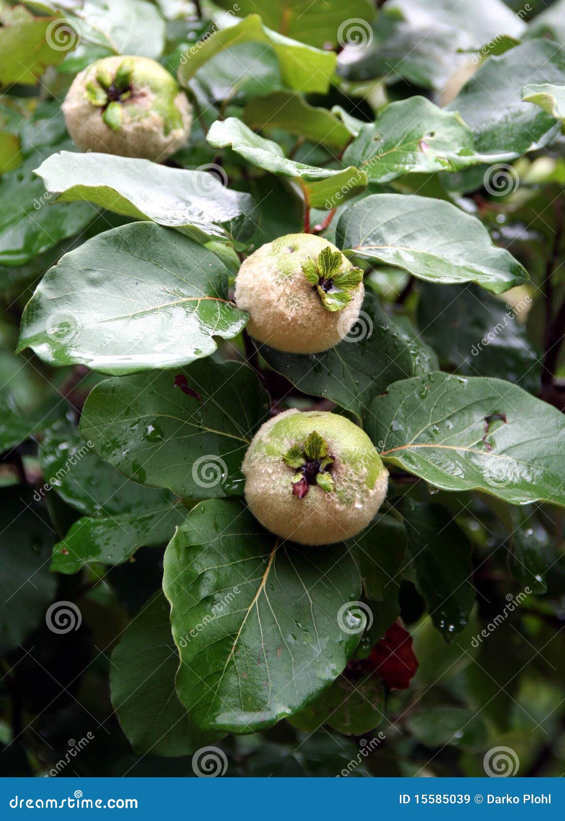 Cydonia Oblonga Fruits On Wooden Stump Stock Image | CartoonDealer.com ...