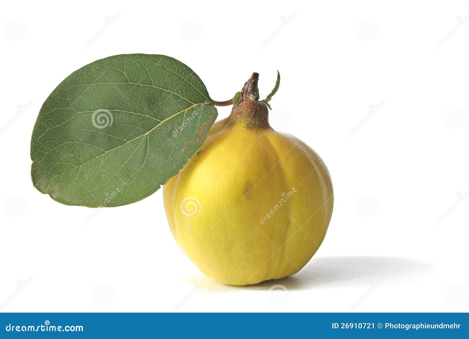 Quince (Cydonia oblonga) stock image. Image of dark, close - 26910721