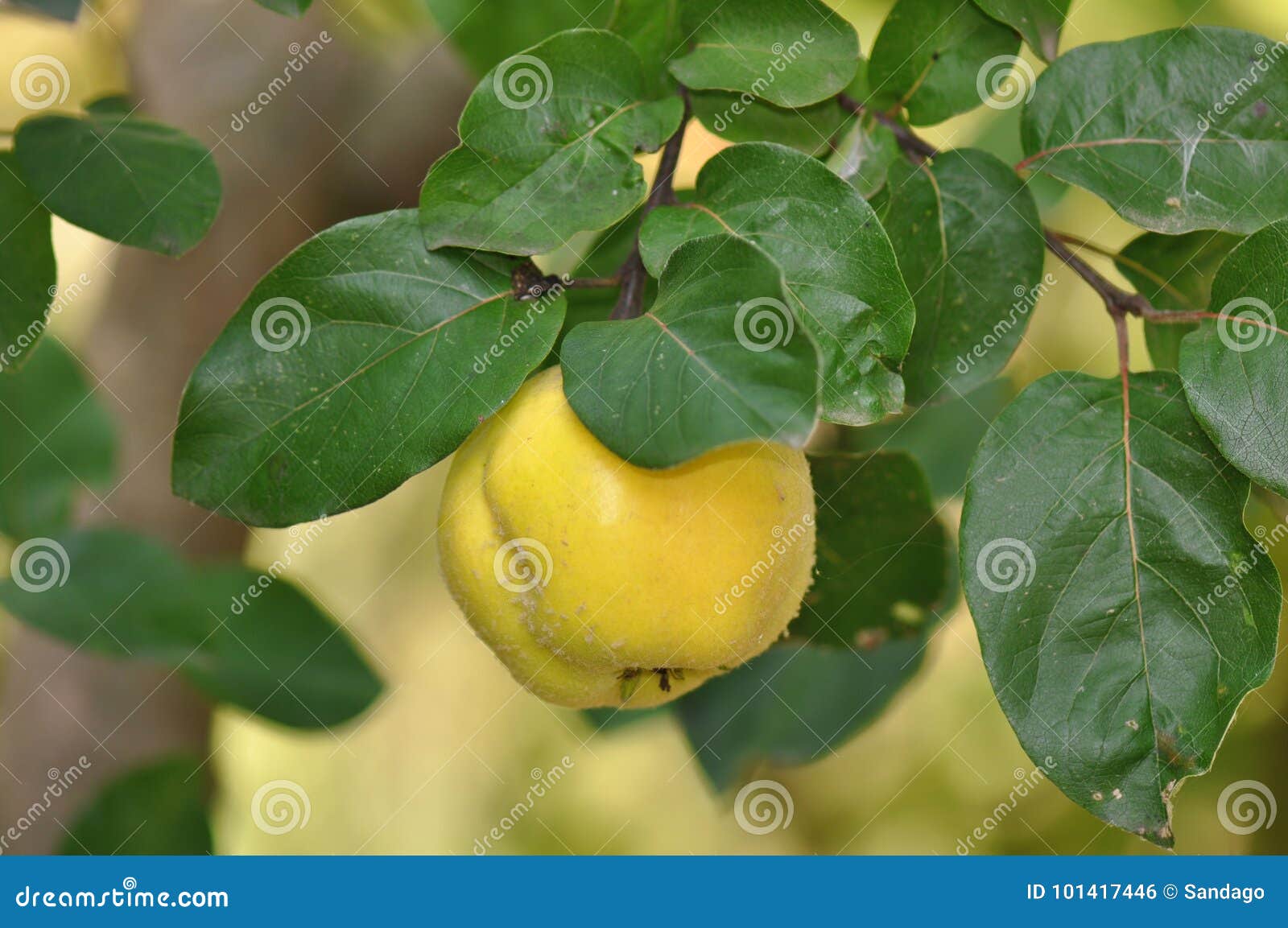 Quince Cydonia oblonga stock photo. Image of fresh, lifestyle - 101417446