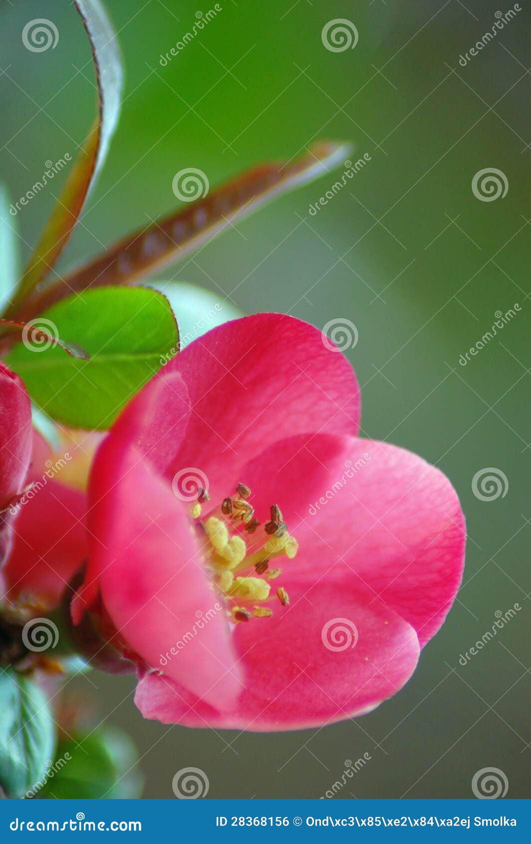 Quince Flower (Chaenomeles) Stock Photo - Image of japanese ...