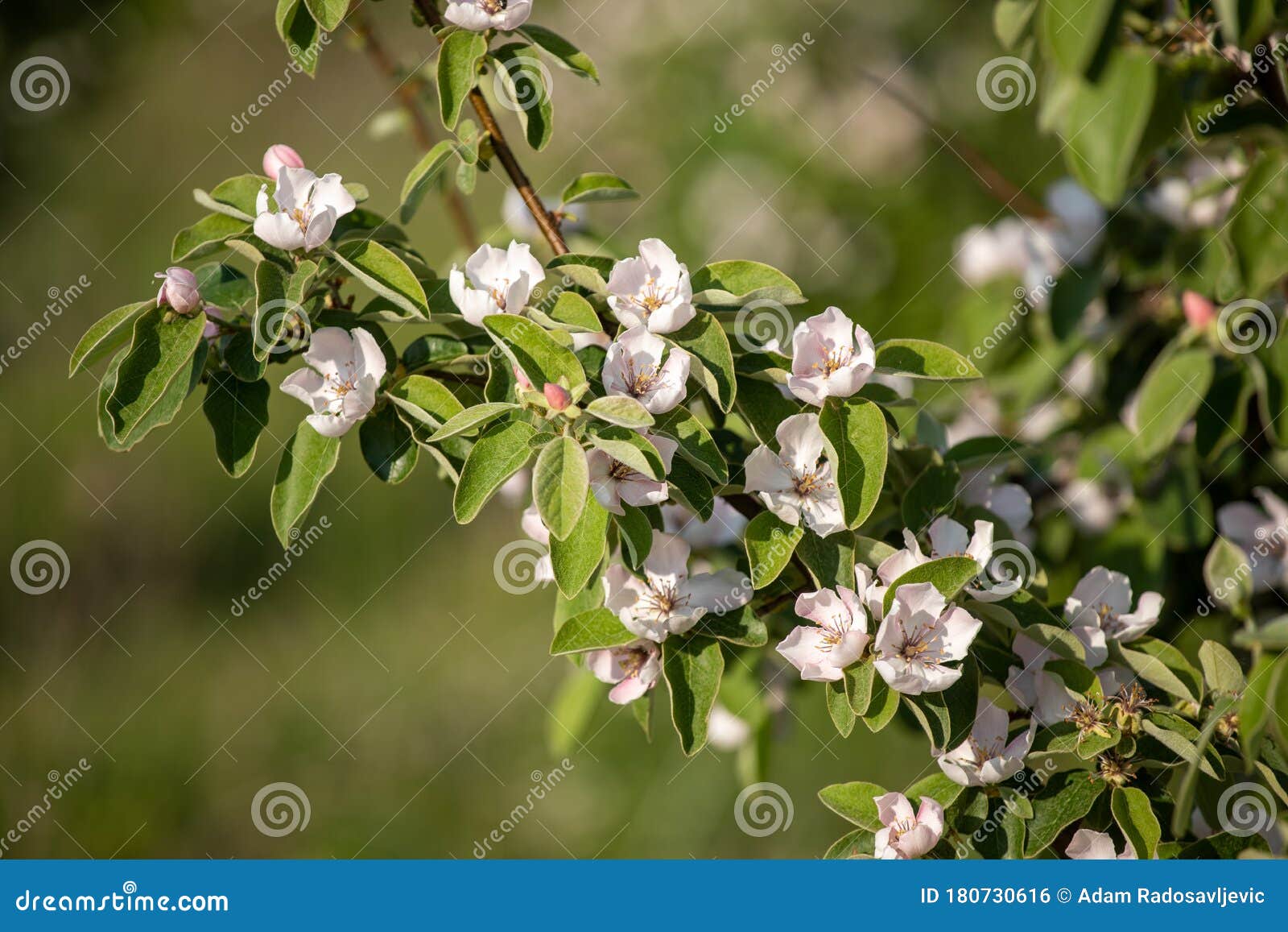 Quince flowers in spring stock photo. Image of spring - 180730616